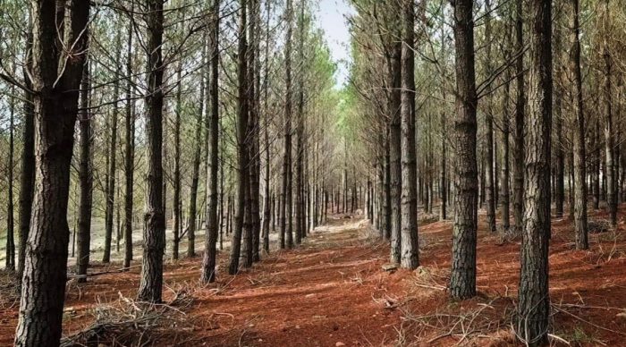 Impact International unveils sustainable forest initiative - Sprinter